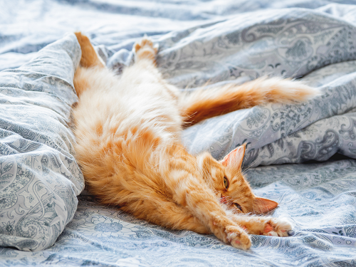 stretching-kitty – The Midwest Mermaid Muse